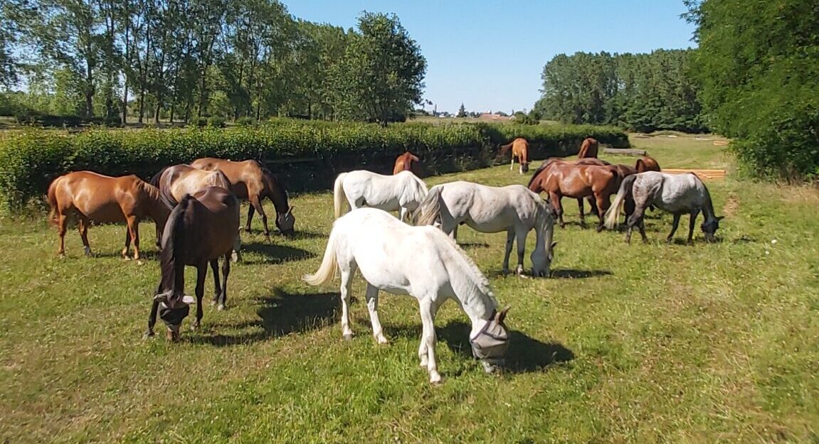 Pension – Poney Club de Saint Gervais La Forêt